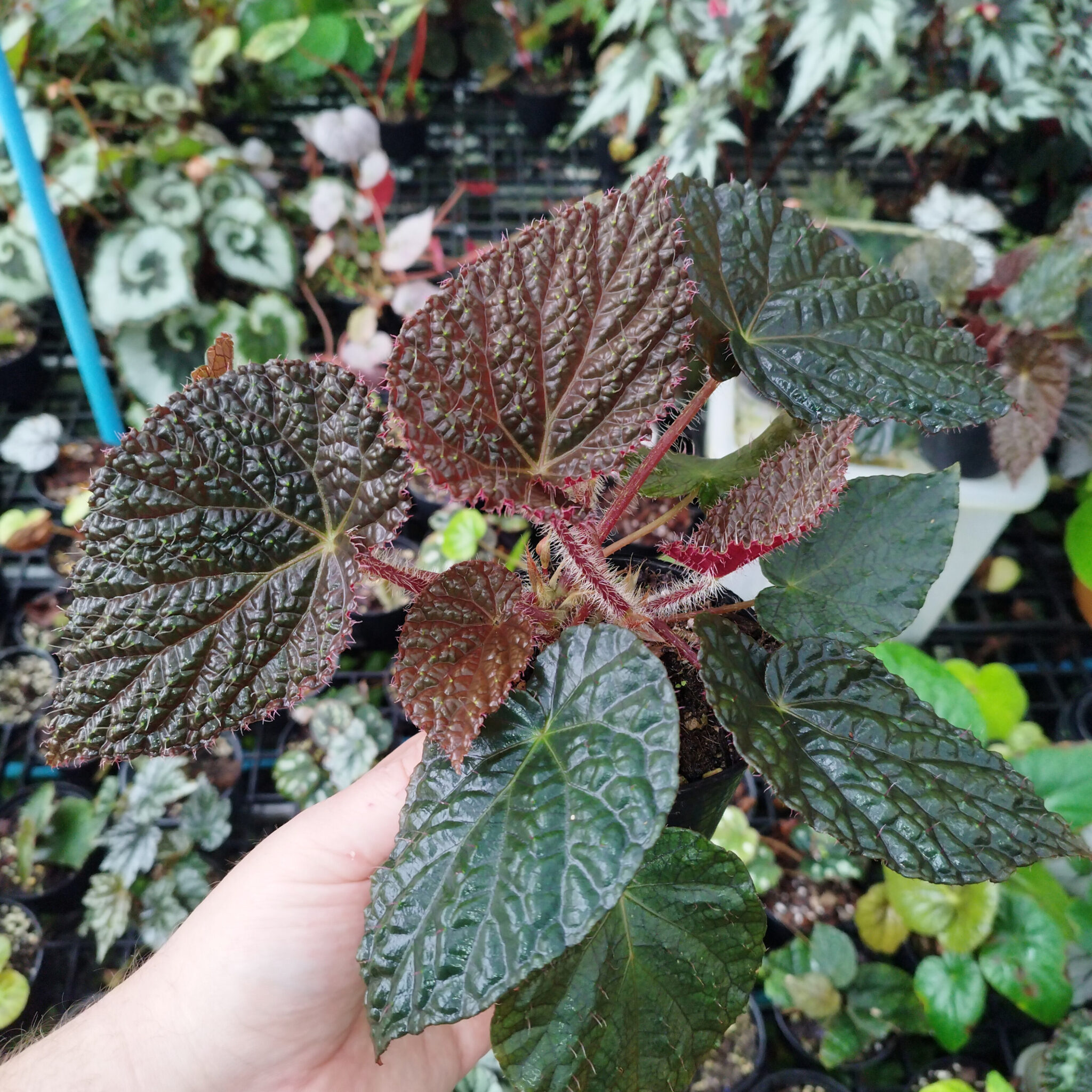 Begonia Seeds | Begonia Weirdo