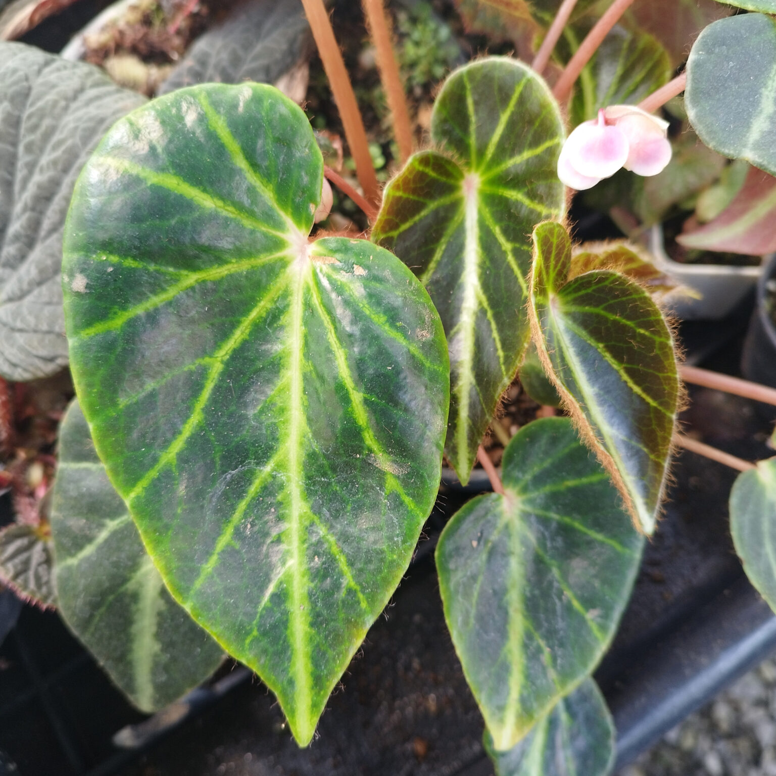 Begonia Seeds | Begonia Weirdo