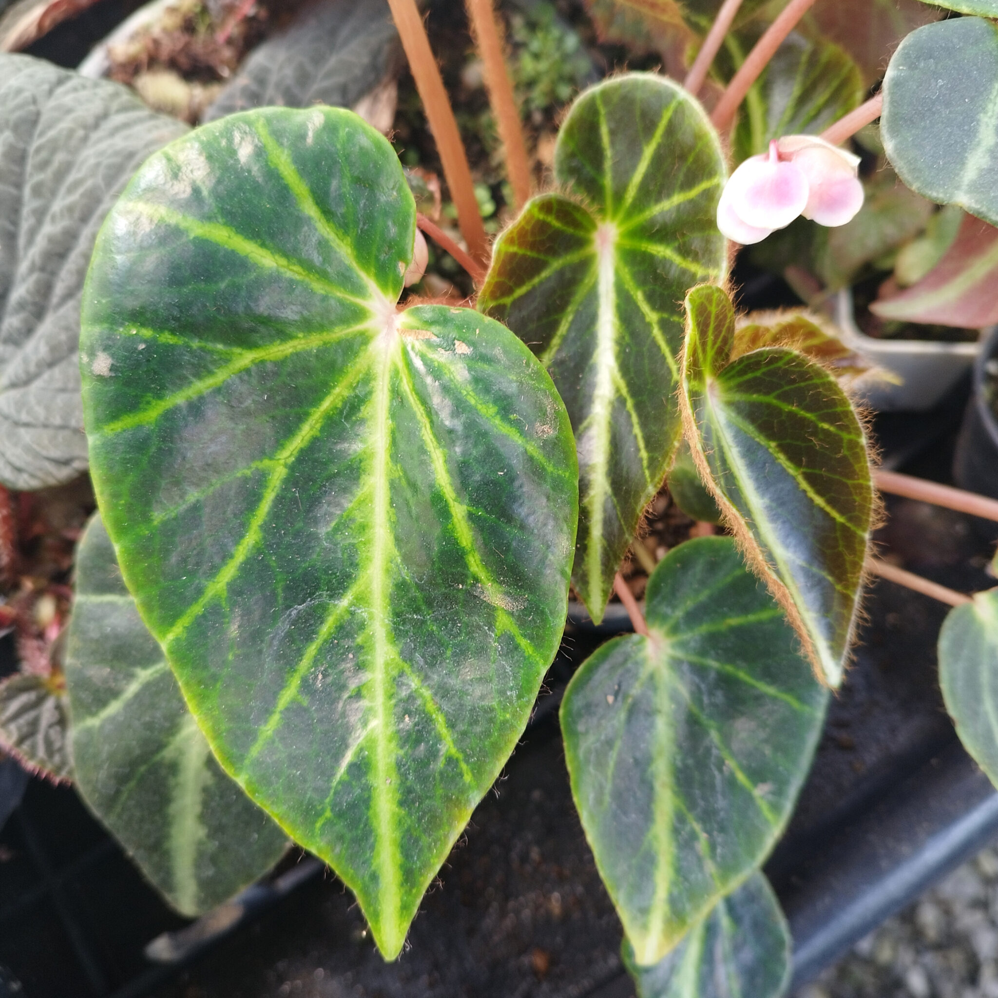 Begonia Seeds | Begonia Weirdo