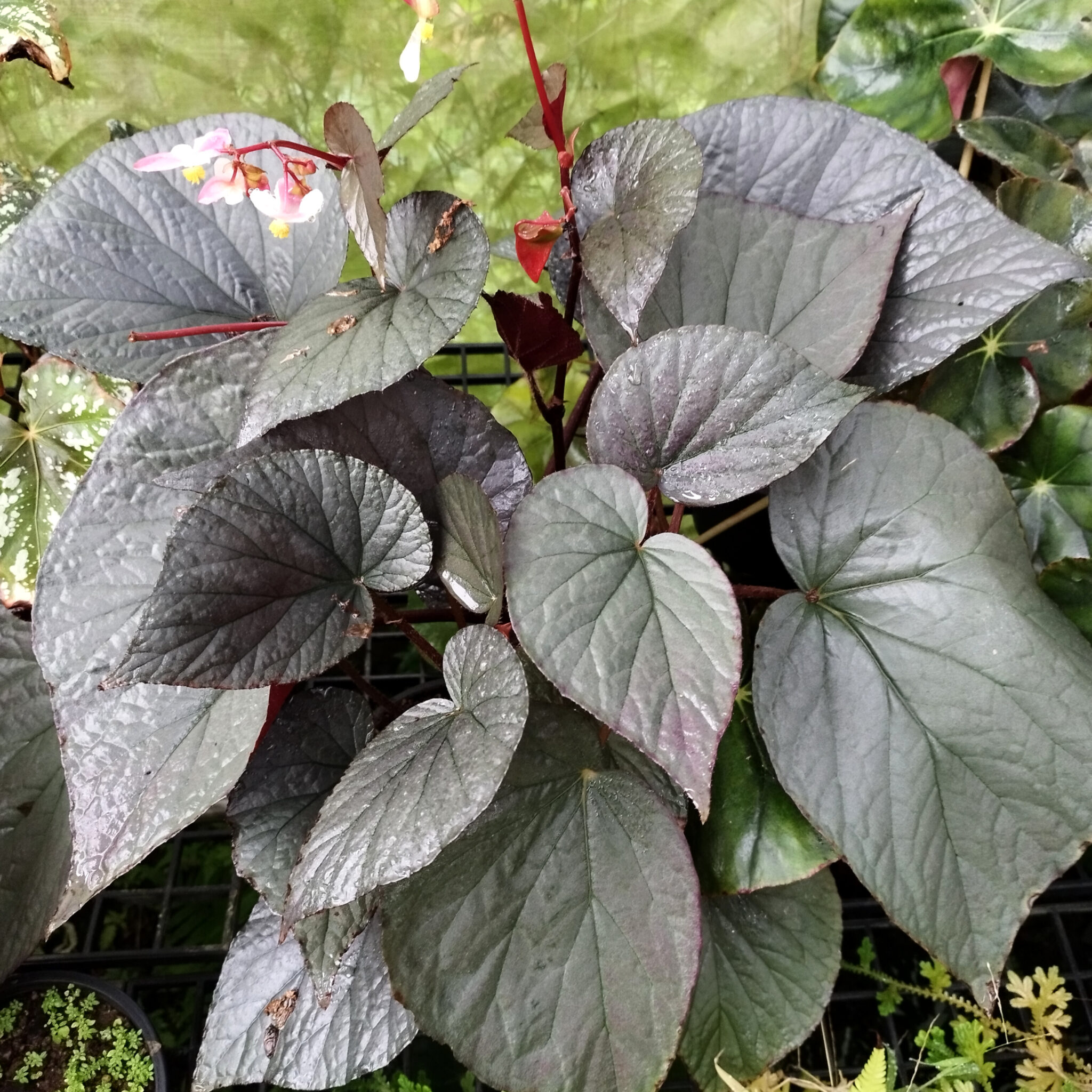 Begonia Seeds | Begonia Weirdo