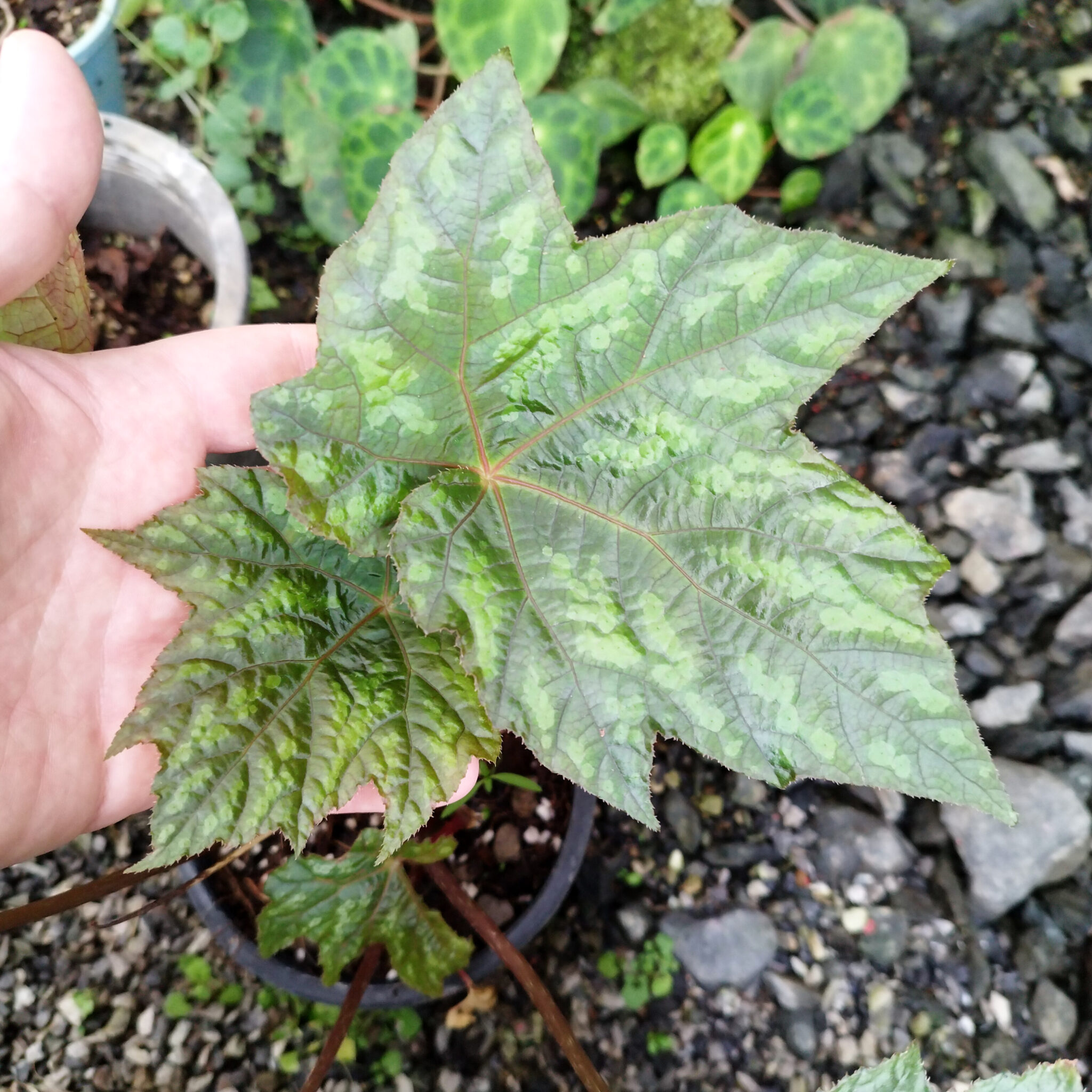 Begonia Seeds | Begonia Weirdo