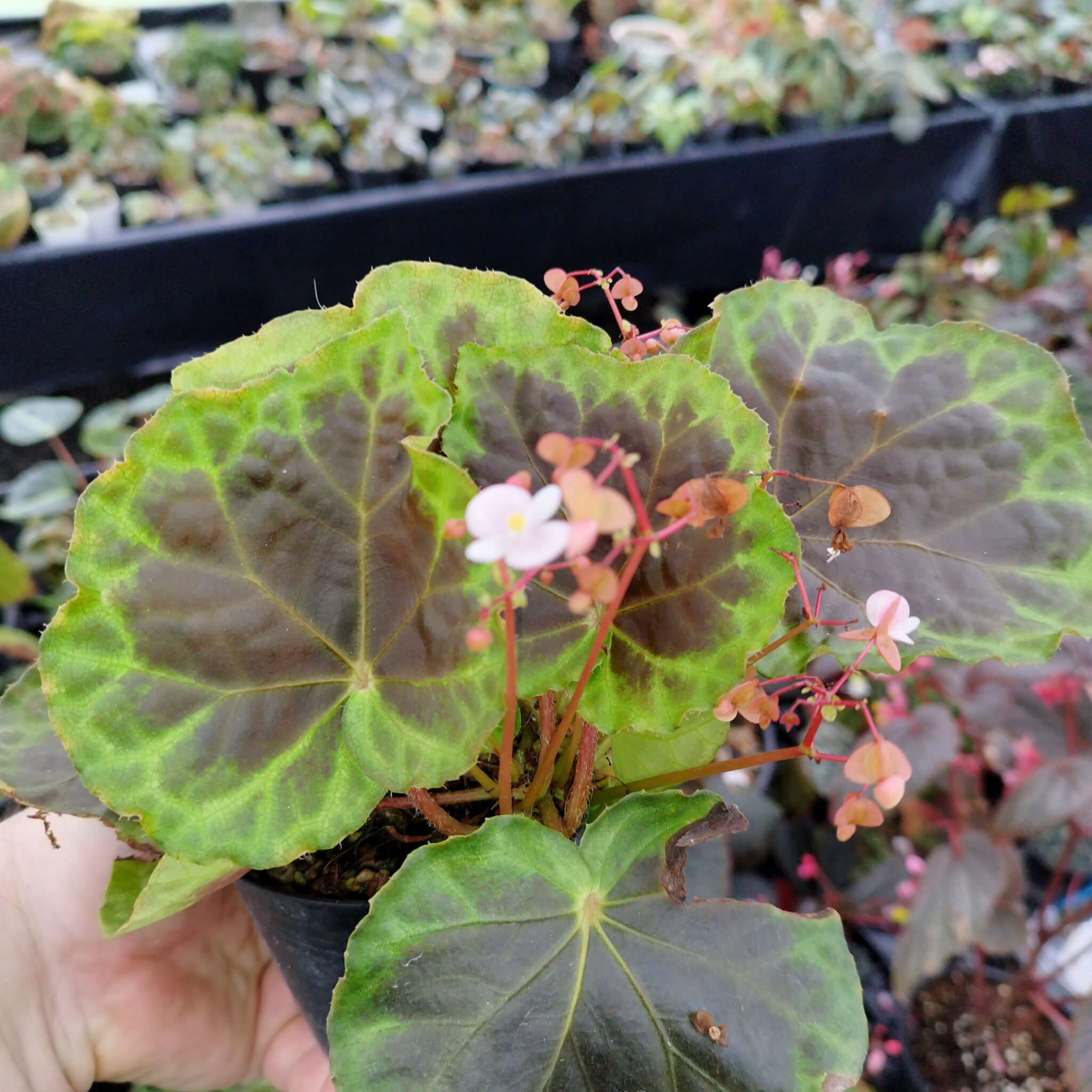 Begonia Seeds | Begonia Weirdo