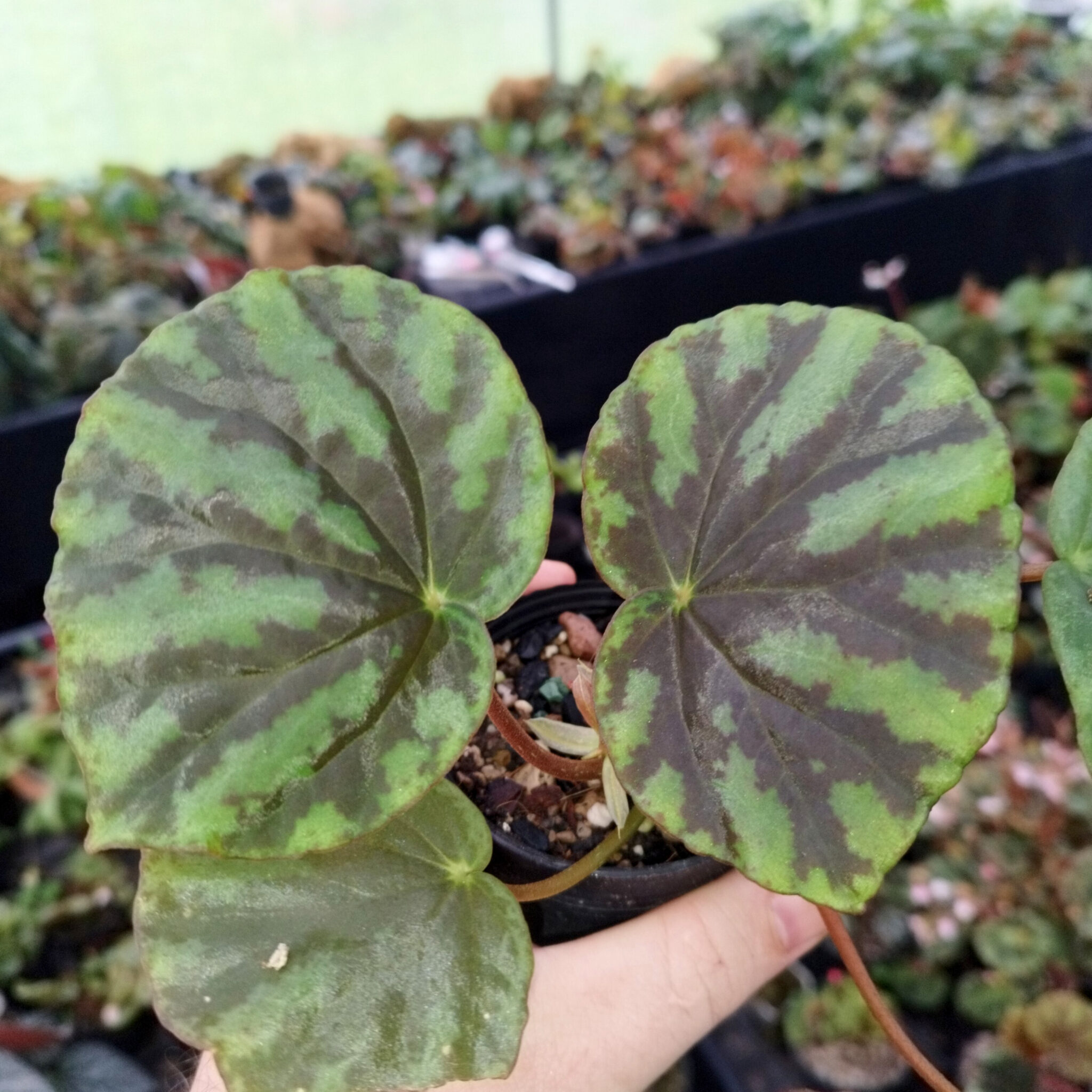 Begonia Seeds | Begonia Weirdo