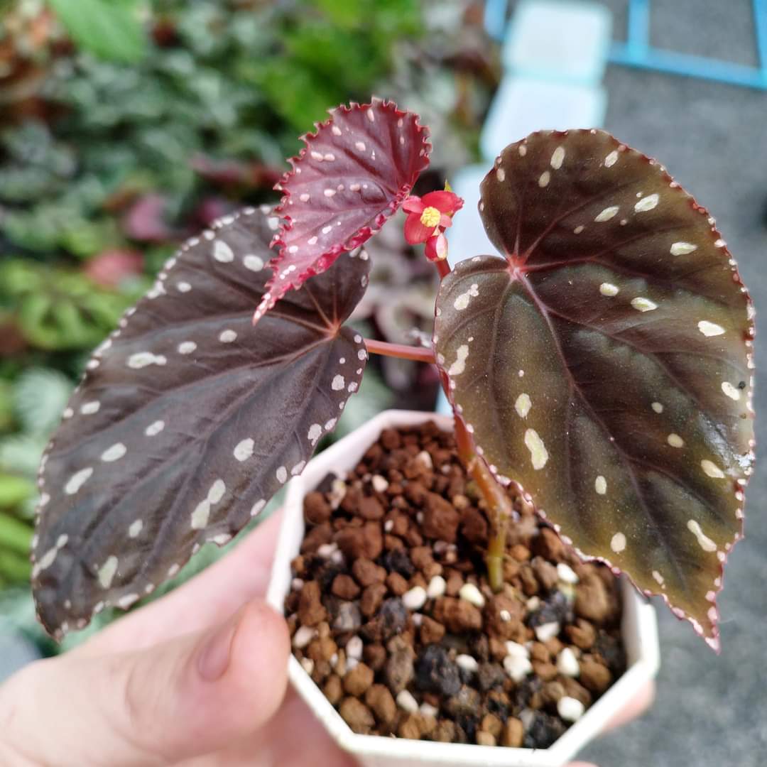 Begonia Seeds | Begonia Weirdo