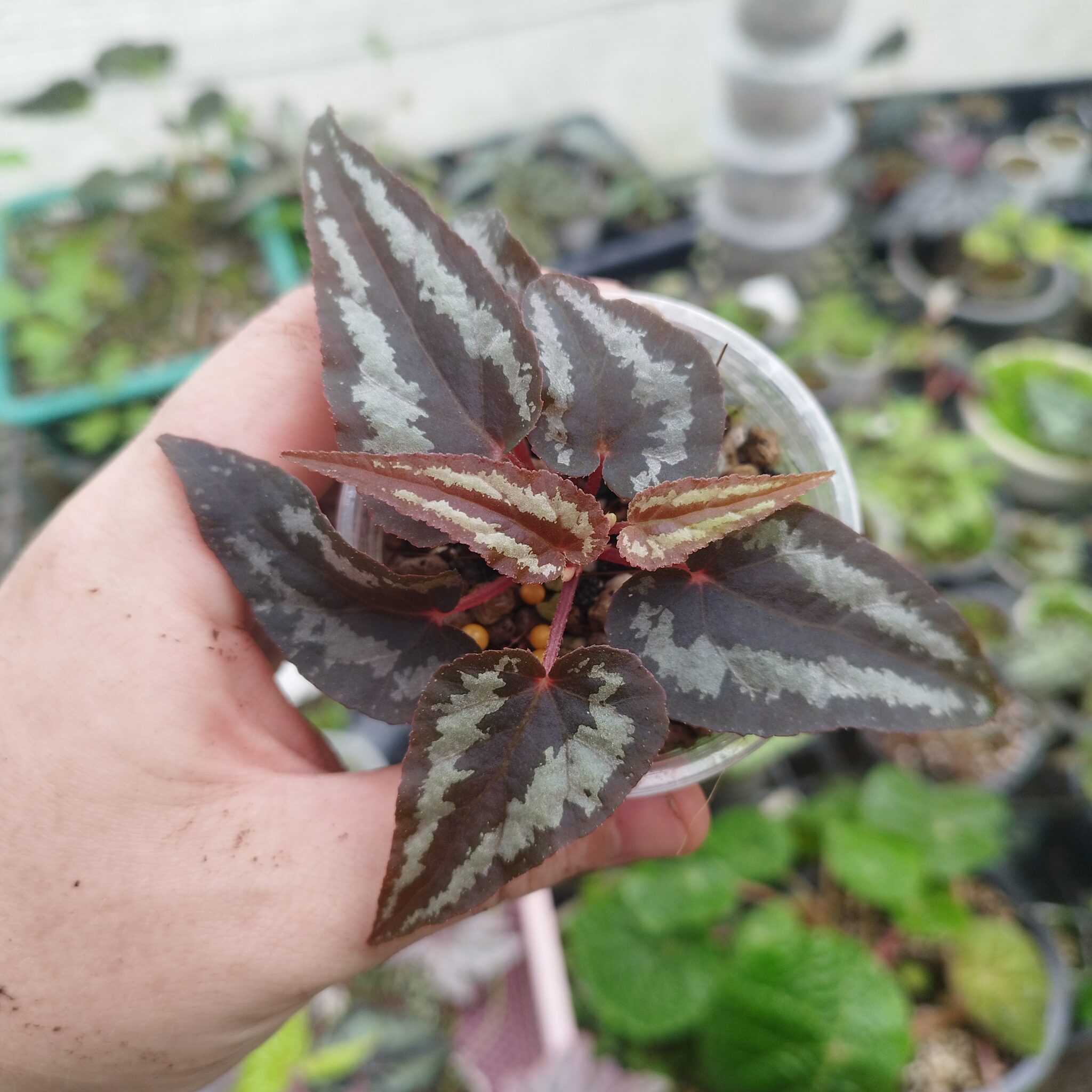 Begonia Seeds | Begonia Weirdo